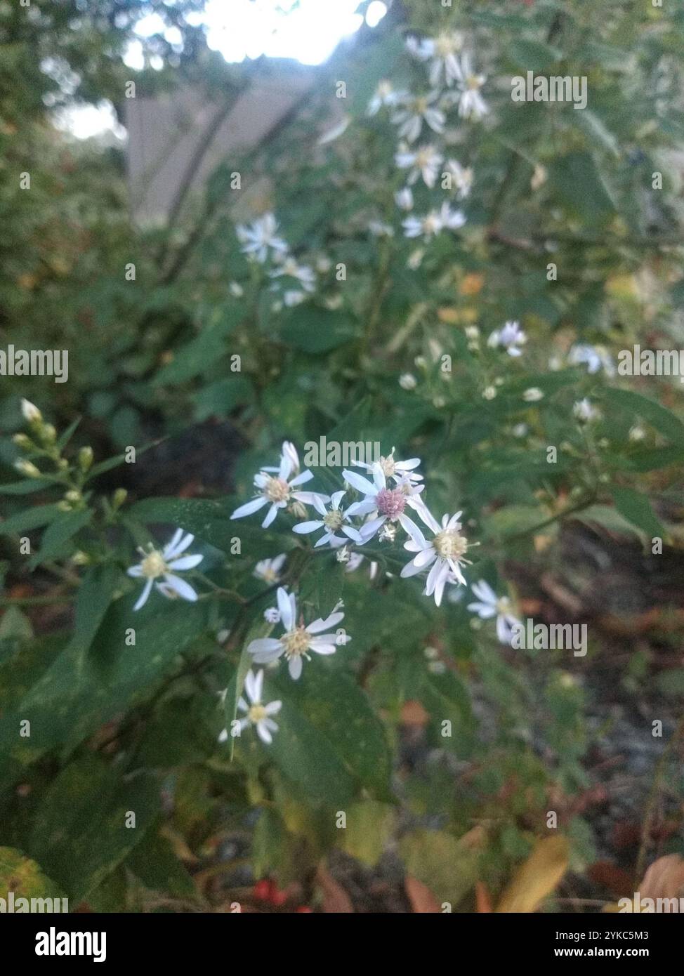 White Wood Aster (Eurybia divaricata Stock Photo - Alamy