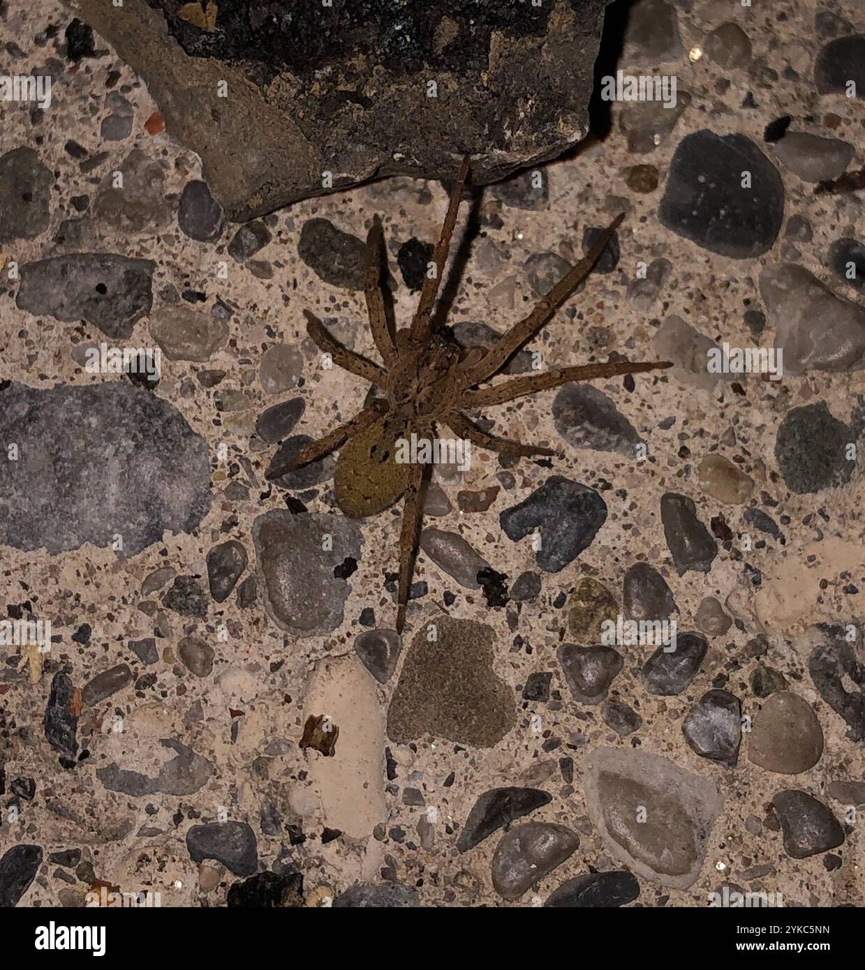 Mediterranean Spiny False Wolf Spider (Zoropsis spinimana Stock Photo ...