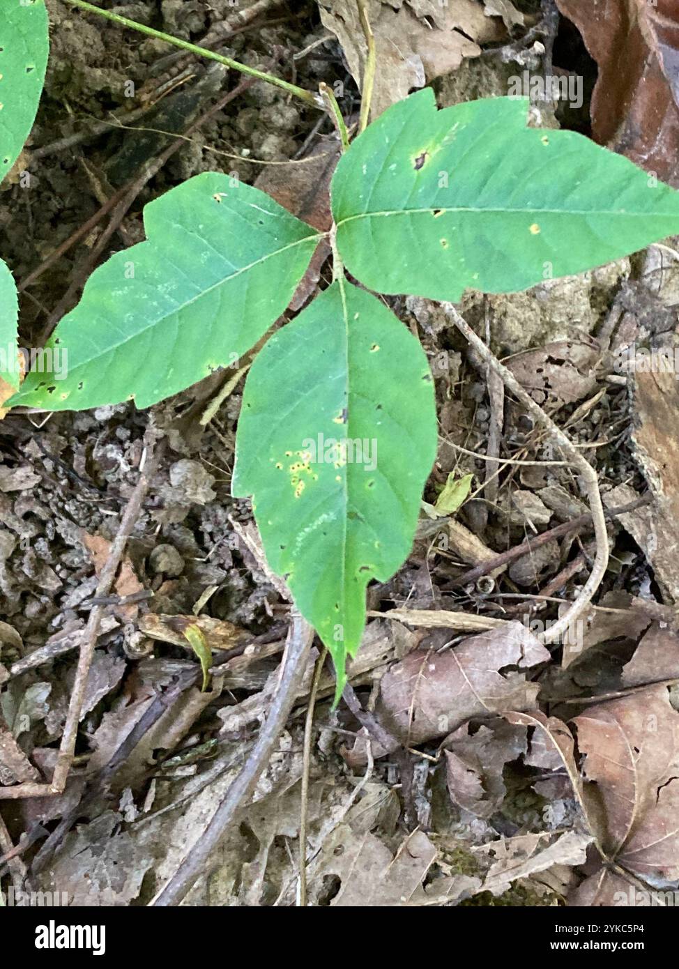 eastern poison ivy (Toxicodendron radicans Stock Photo - Alamy