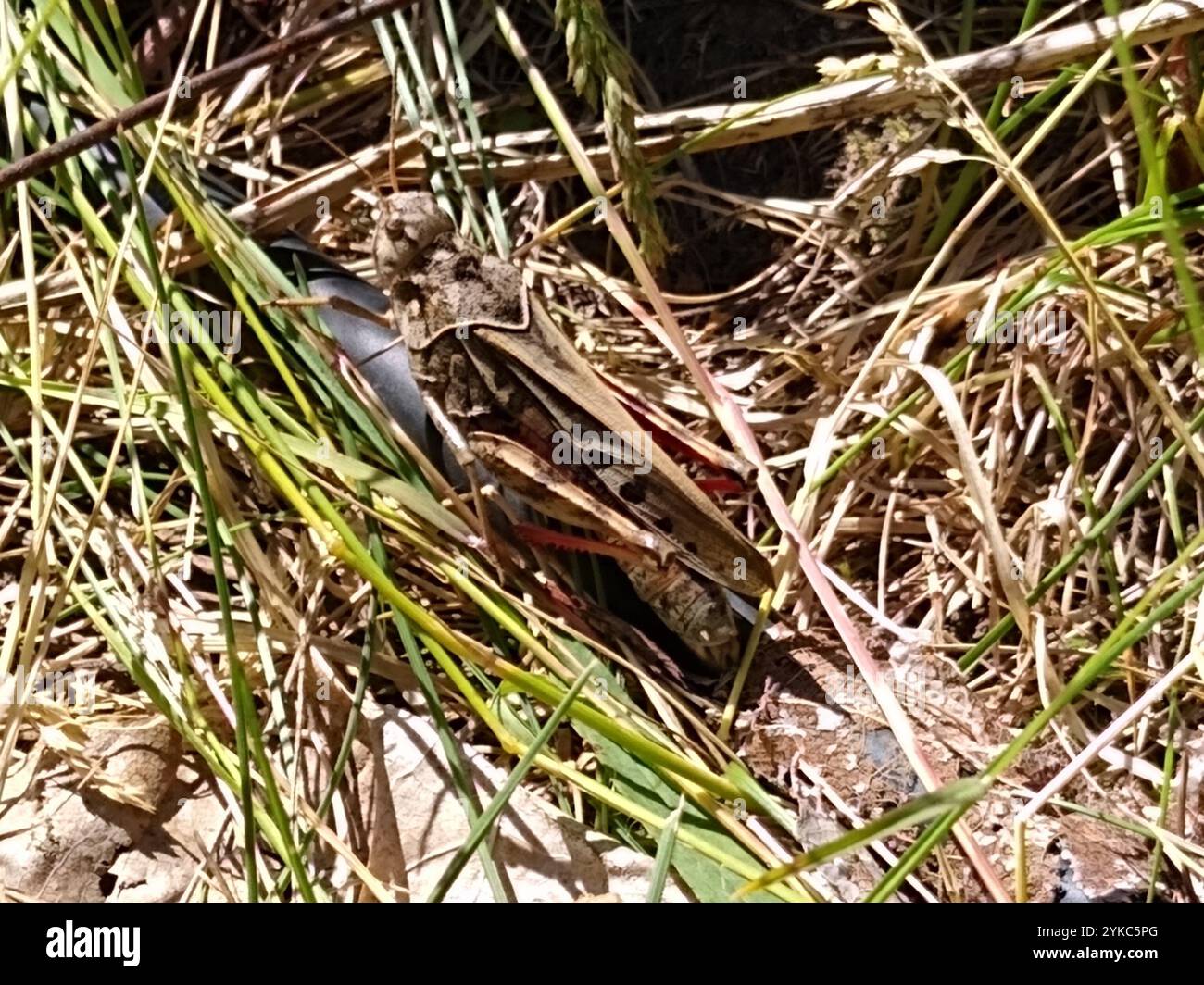 Coral-winged Grasshopper (Pardalophora apiculata Stock Photo - Alamy