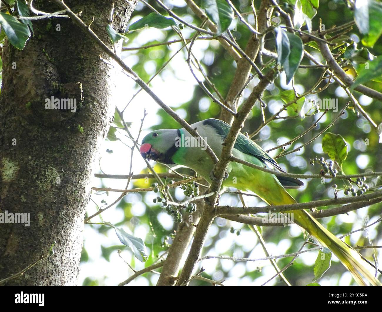 Malabar Parakeet (Psittacula columboides Stock Photo - Alamy