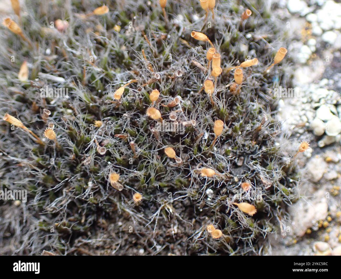 Steppe mouse-moss (Coscinodon calyptratus Stock Photo - Alamy