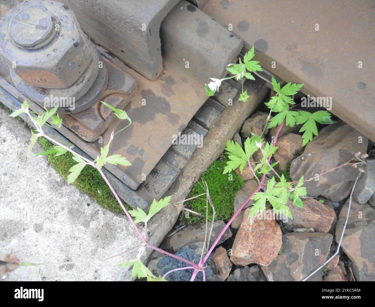 Siberian Crane's-bill (Geranium sibiricum Stock Photo - Alamy