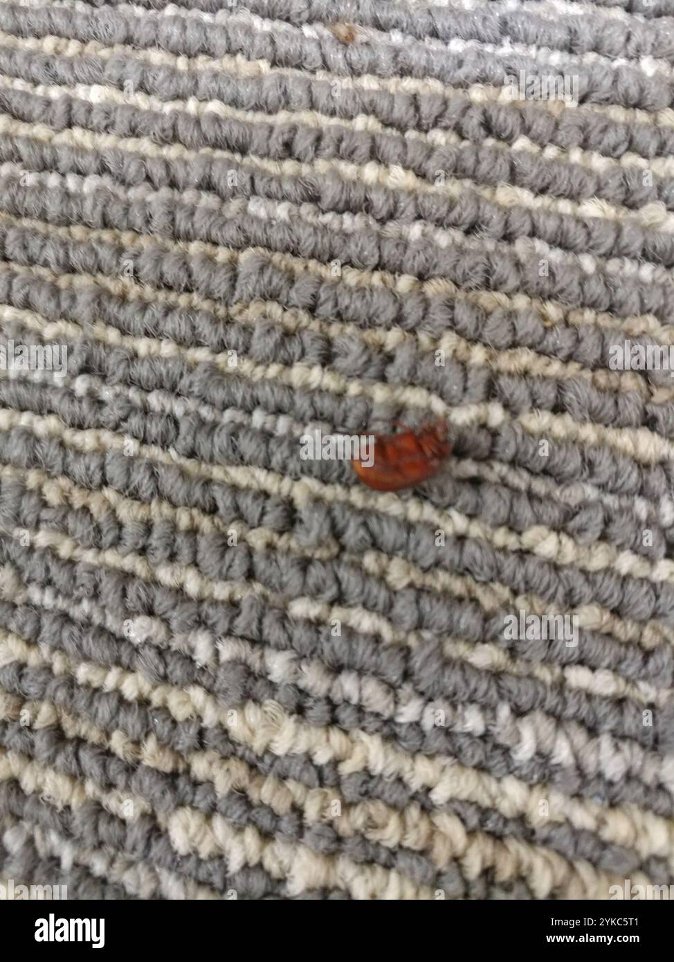 Asiatic Garden Beetle (Maladera formosae Stock Photo - Alamy