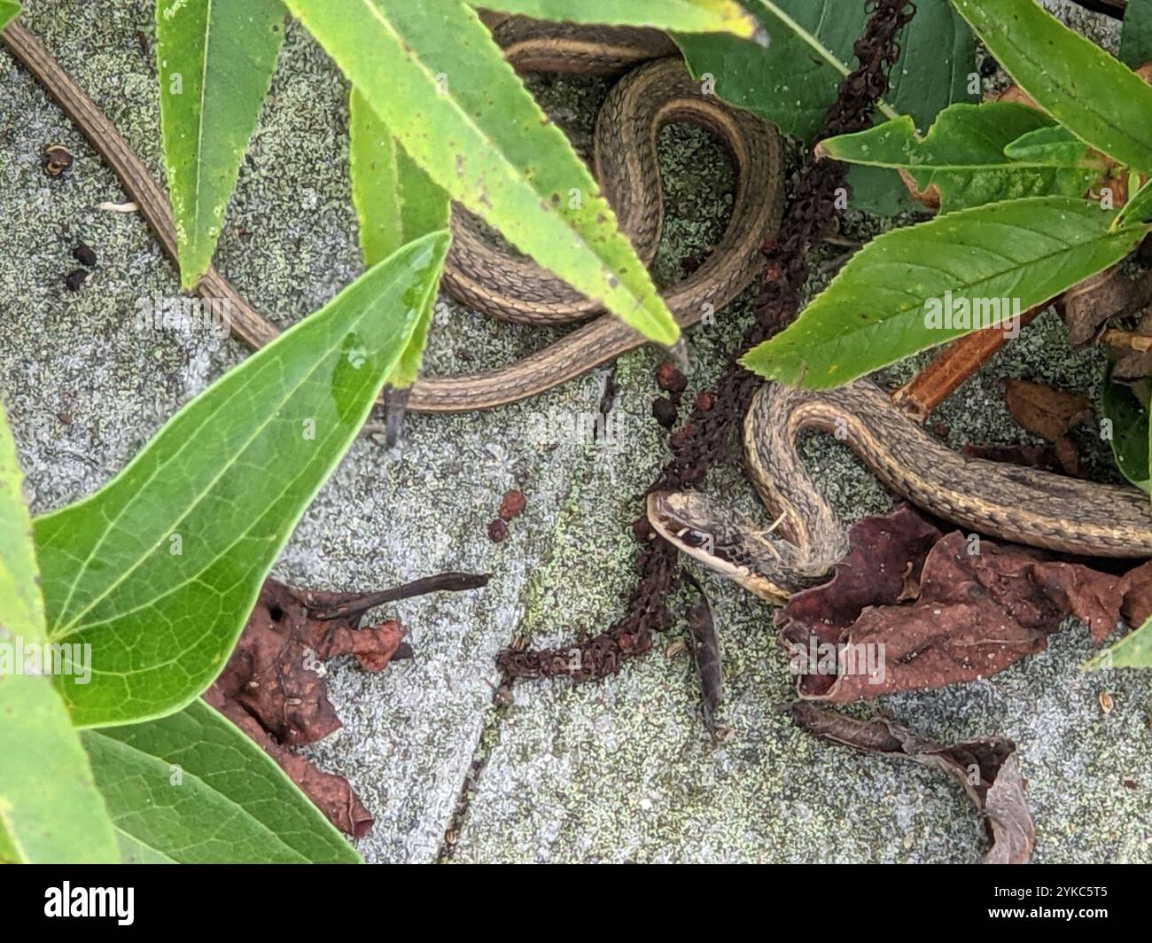 Eastern Ribbon Snake (Thamnophis saurita saurita Stock Photo - Alamy