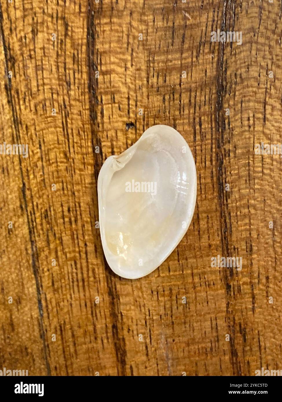 Sunray Venus Clam (Macrocallista nimbosa Stock Photo - Alamy