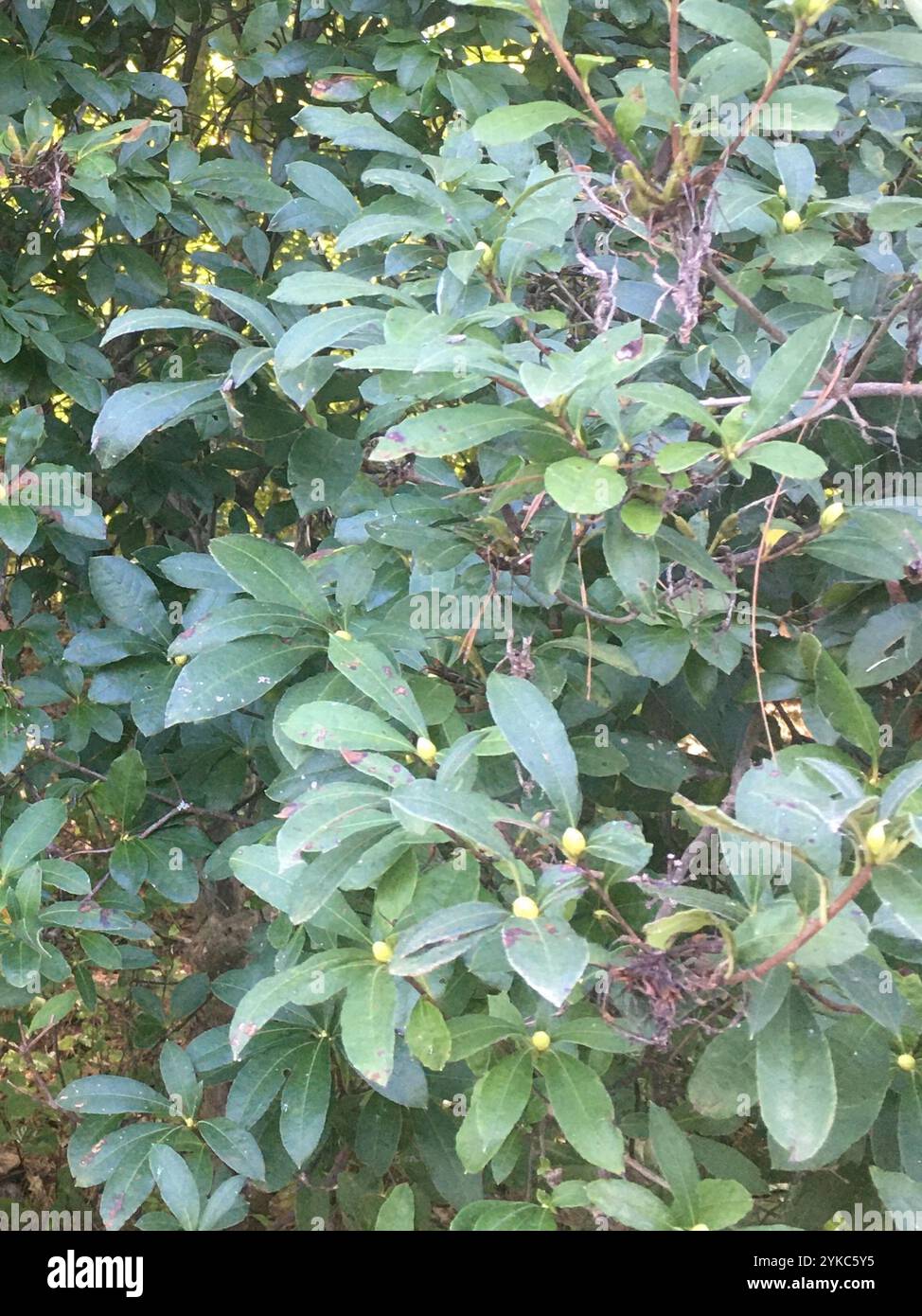 rhododendrons and azaleas (Rhododendron Stock Photo - Alamy