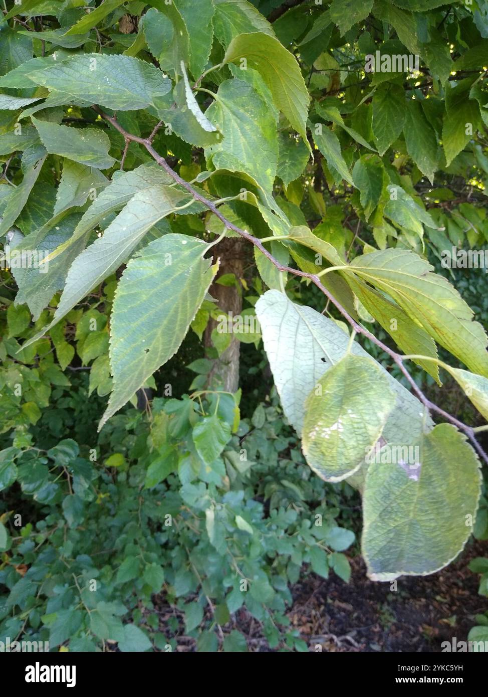 common hackberry (Celtis occidentalis Stock Photo - Alamy