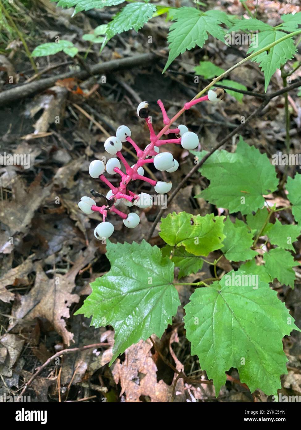 White actaea pachypoda hi-res stock photography and images - Alamy