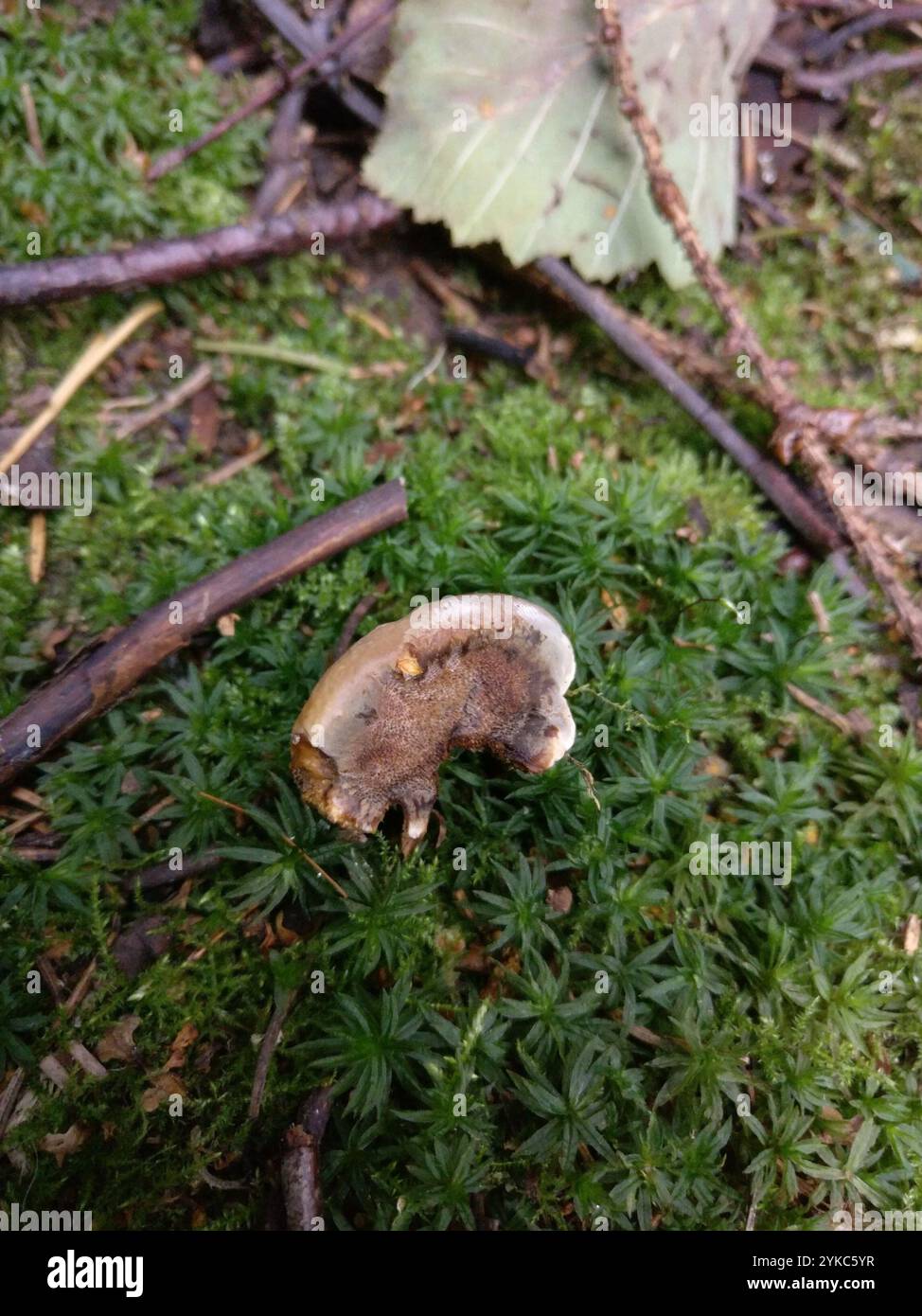 Alder Bracket (Mensularia radiata Stock Photo - Alamy