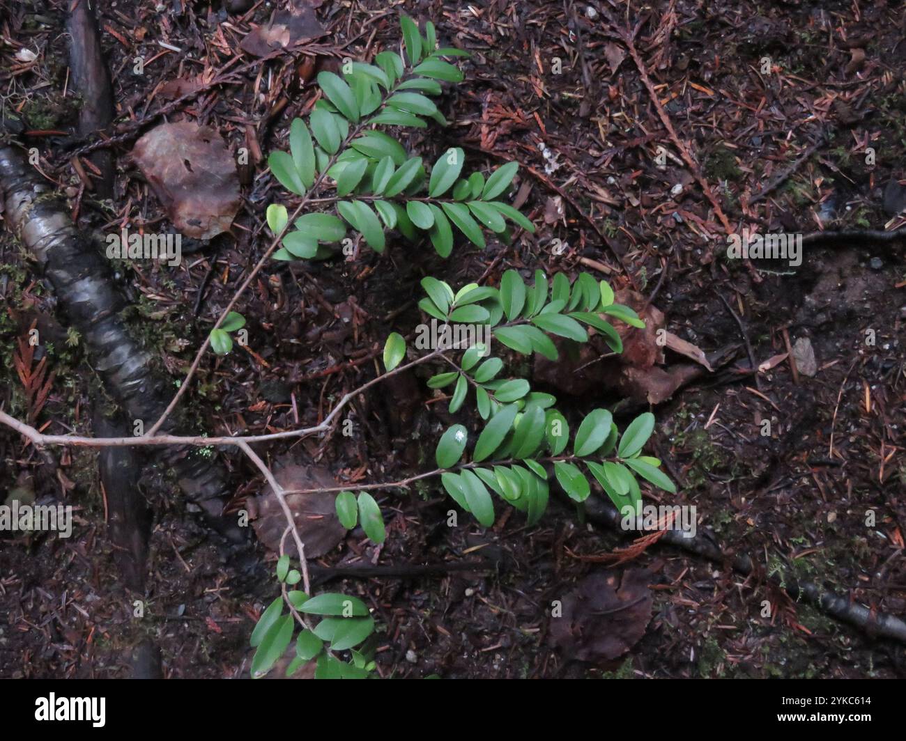 Oregon Boxwood (Paxistima myrsinites Stock Photo - Alamy