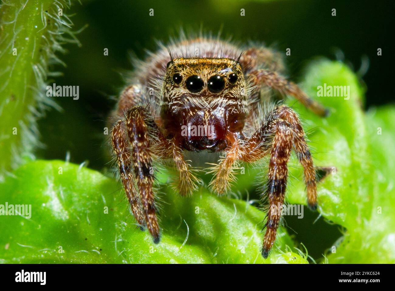 Bold Jumping Spider (Phidippus audax Stock Photo - Alamy