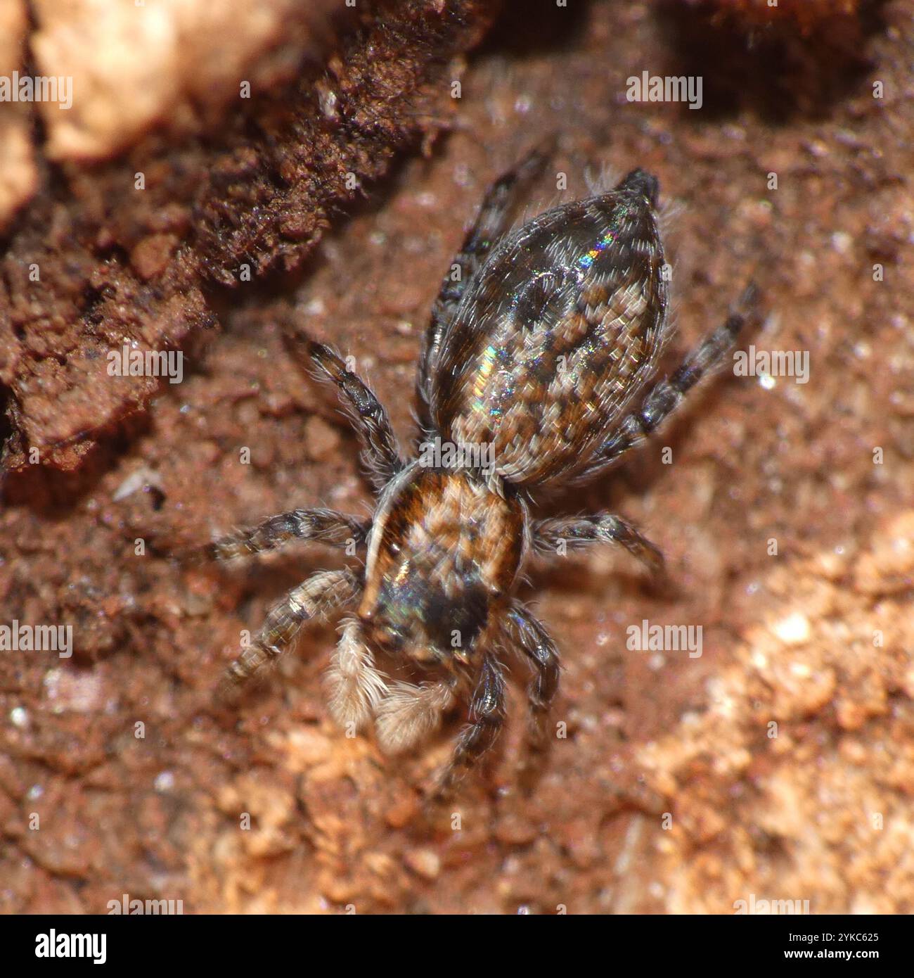 Jumping Spiders (Salticidae Stock Photo - Alamy