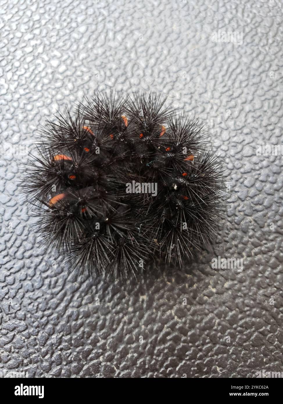 Giant Leopard Moth (Hypercompe scribonia Stock Photo - Alamy