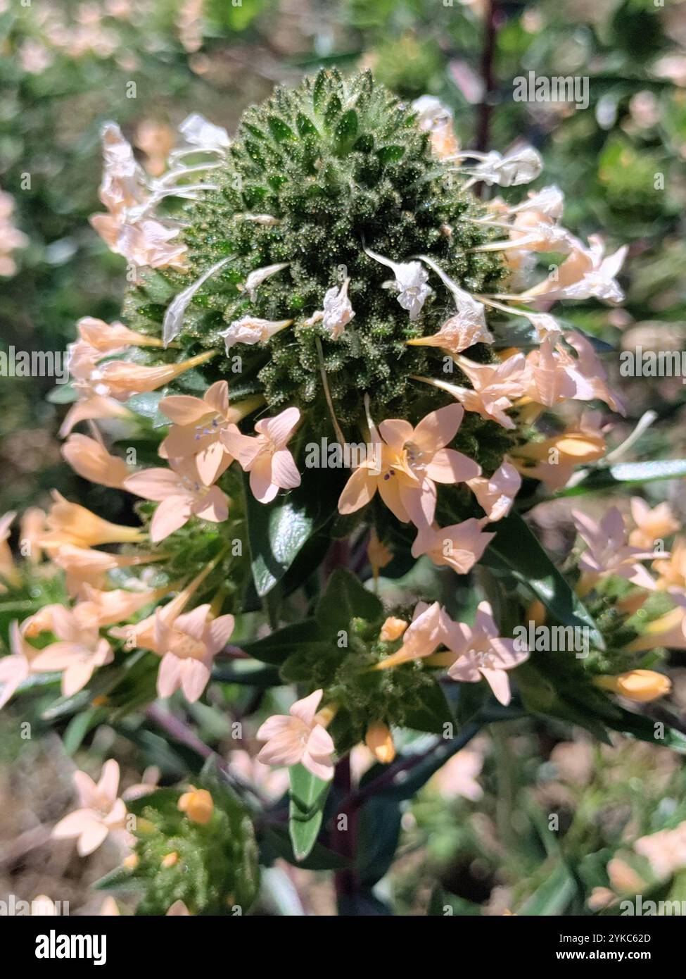 grand collomia (Collomia grandiflora Stock Photo - Alamy