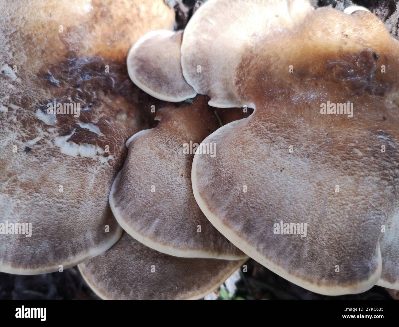 Giant Polypore (Meripilus giganteus Stock Photo - Alamy
