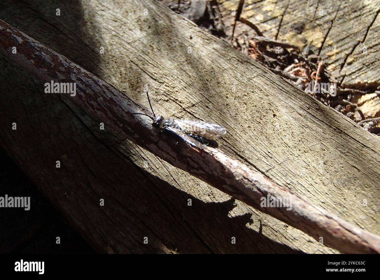 Ants, Bees, Wasps, and Sawflies (Hymenoptera Stock Photo - Alamy