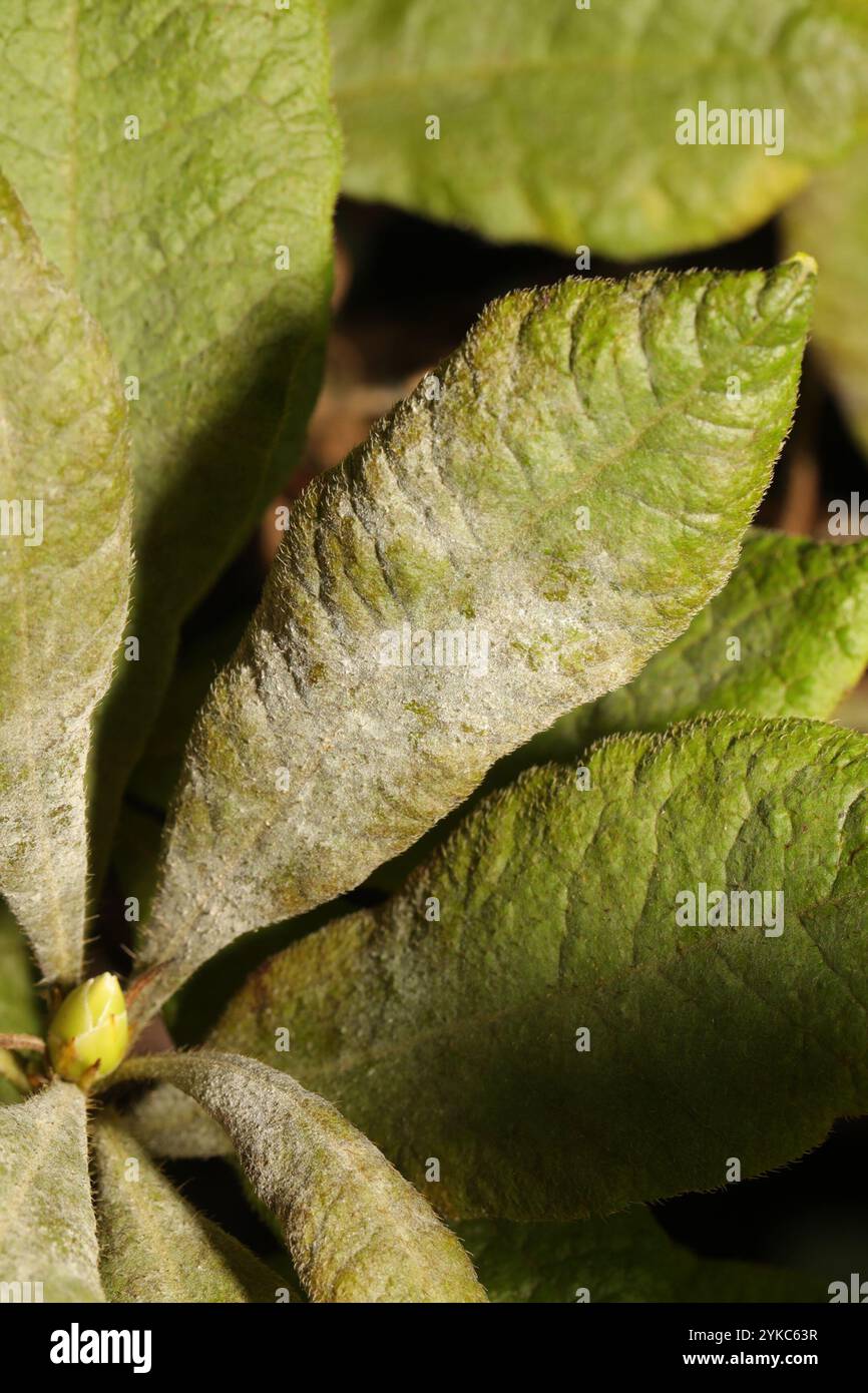 Azaleae hi-res stock photography and images - Alamy