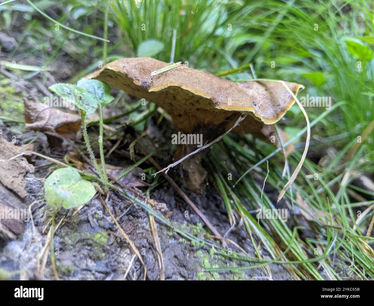 ash-tree bolete (Boletinellus merulioides Stock Photo - Alamy