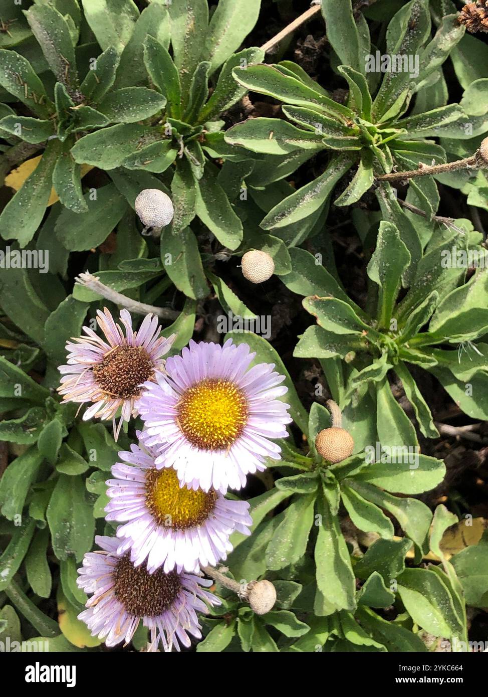 seaside daisy (Erigeron glaucus Stock Photo - Alamy