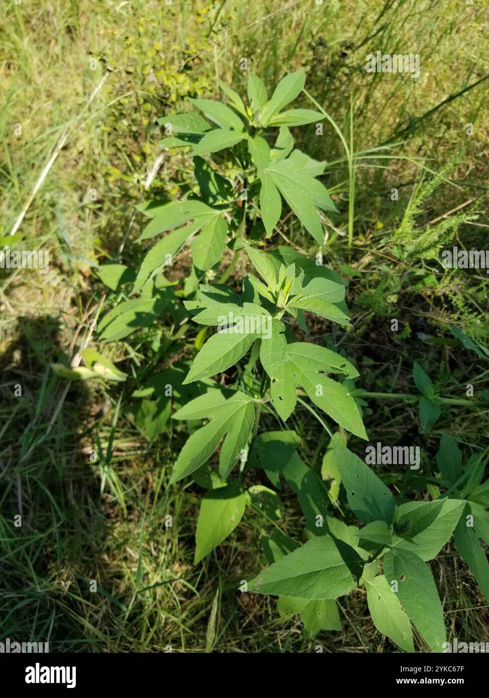 giant ragweed (Ambrosia trifida Stock Photo - Alamy