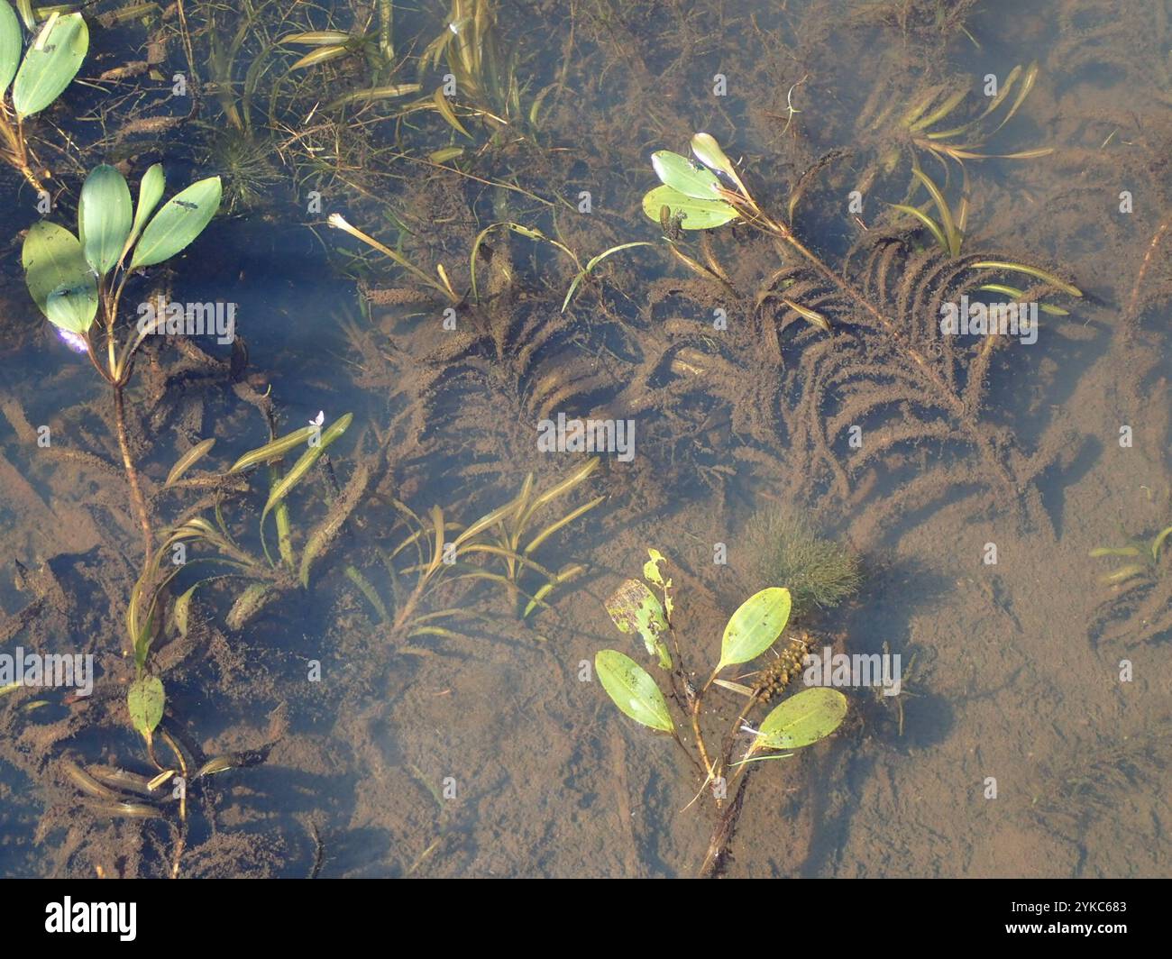 ribbon-leaved pondweed (Potamogeton epihydrus Stock Photo - Alamy