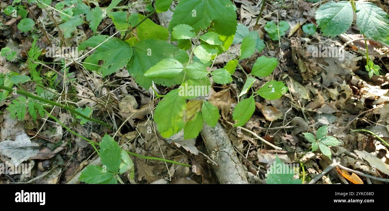 Rosa palustris swamp rose hi-res stock photography and images - Alamy