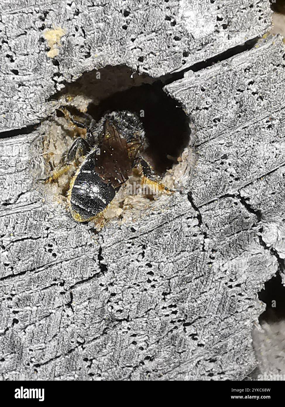 Armored-Resin bees (Heriades Stock Photo - Alamy