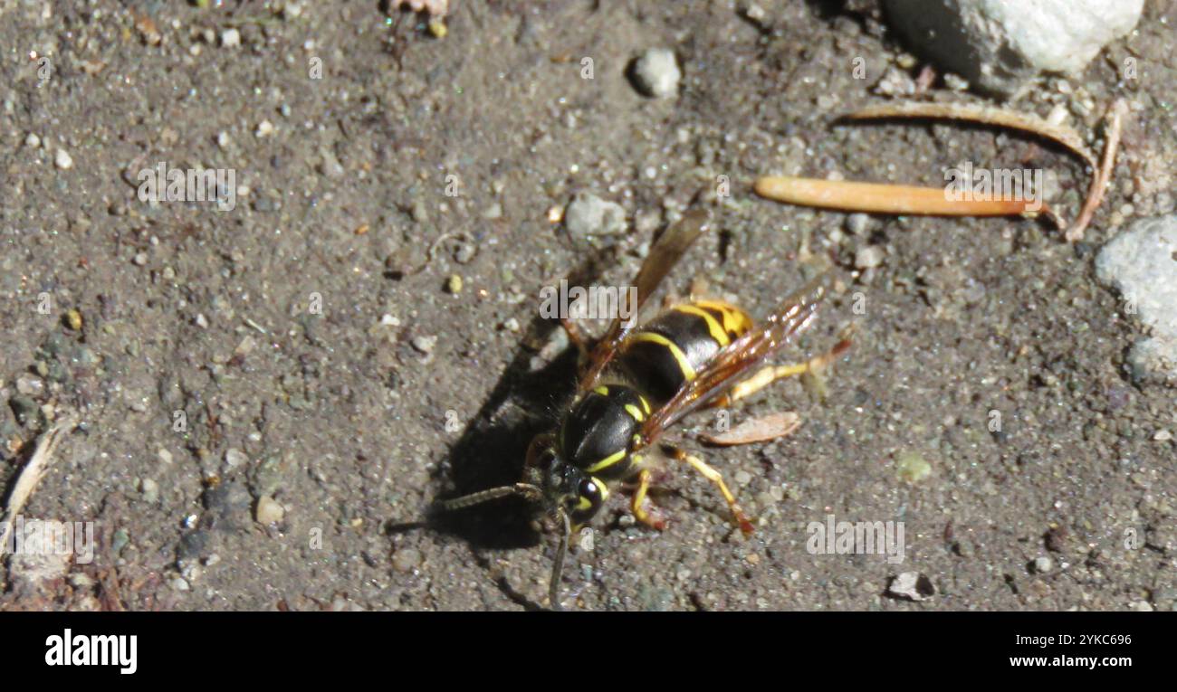 Alaska Yellowjacket (Vespula alascensis Stock Photo - Alamy