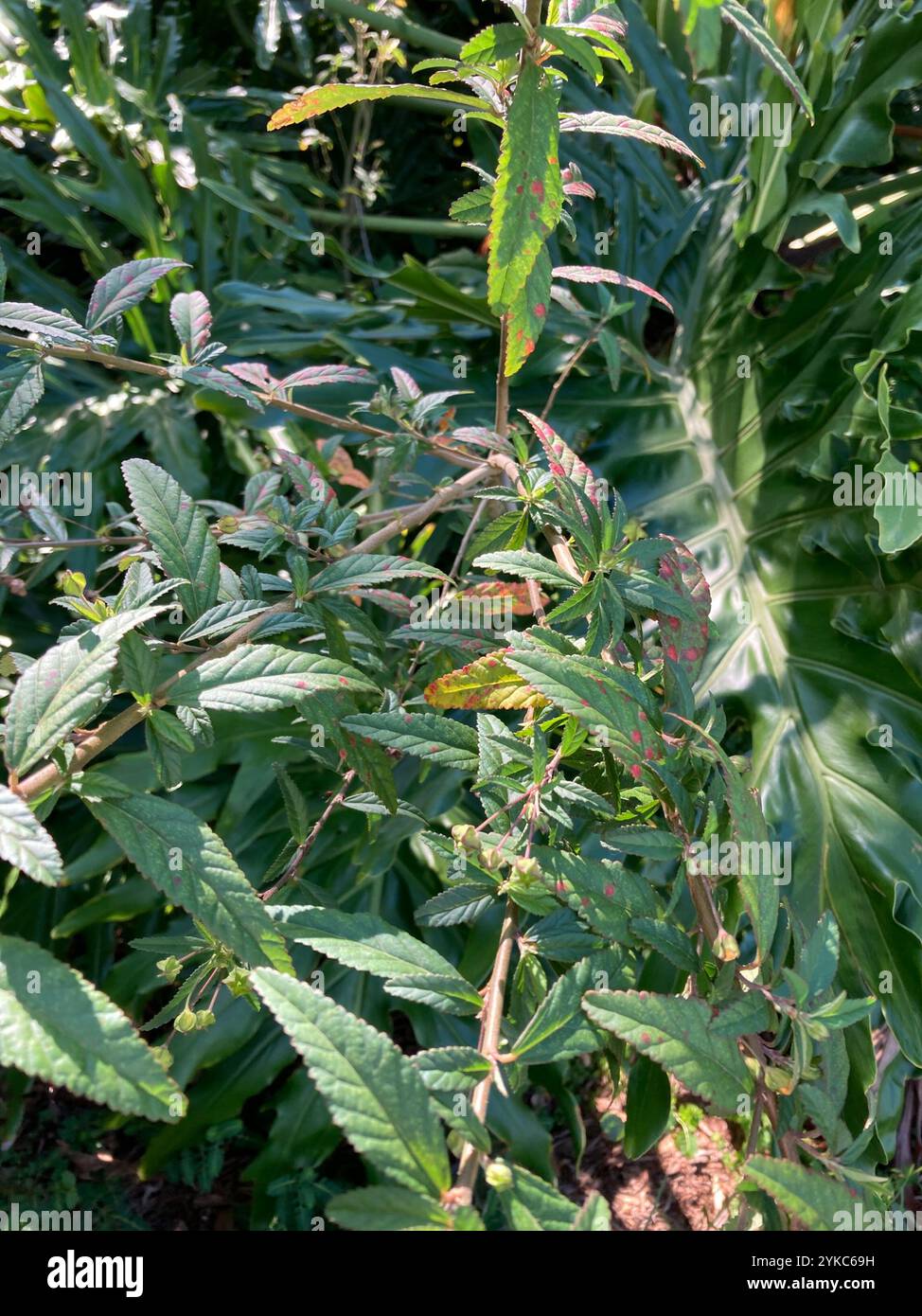 Cuban jute (Sida rhombifolia Stock Photo - Alamy