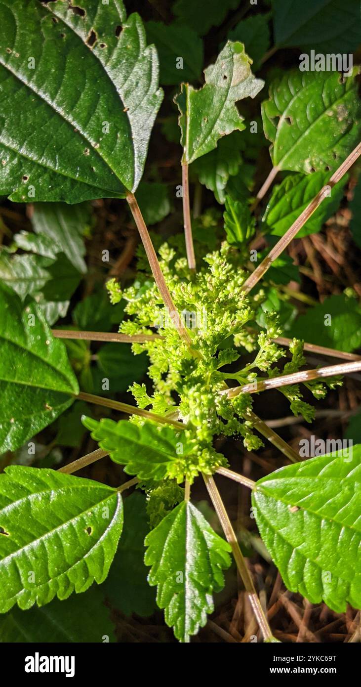 Canada clearweed (Pilea pumila Stock Photo - Alamy