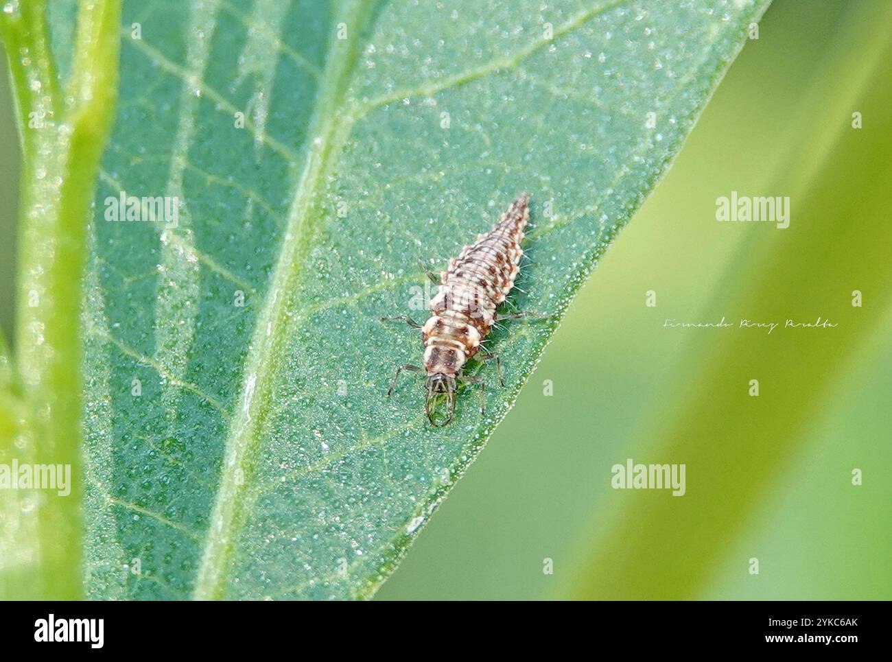 common green lacewings (Chrysoperla Stock Photo - Alamy