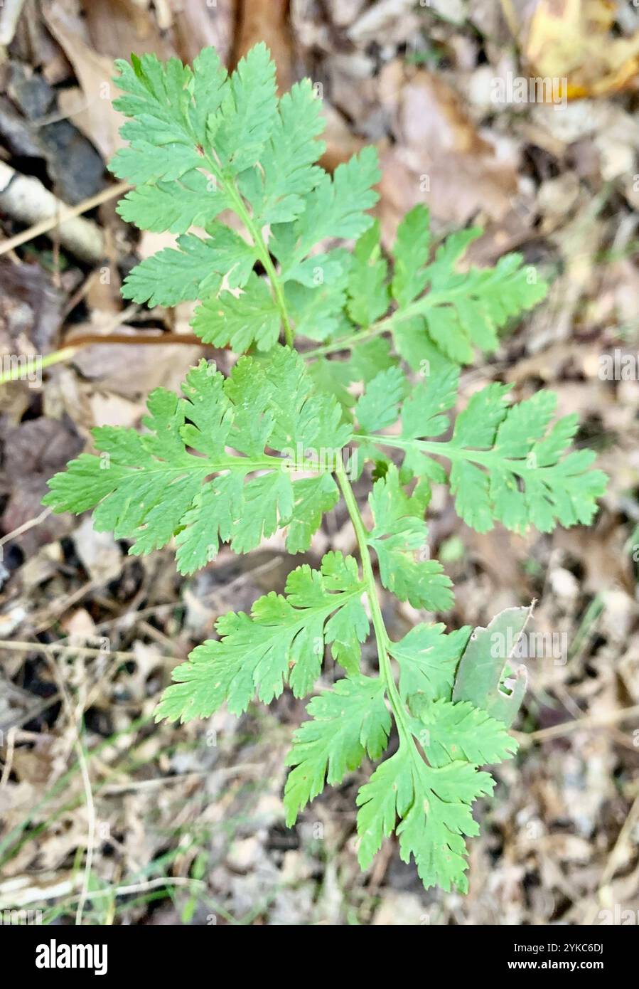 rattlesnake fern (Botrypus virginianus Stock Photo - Alamy