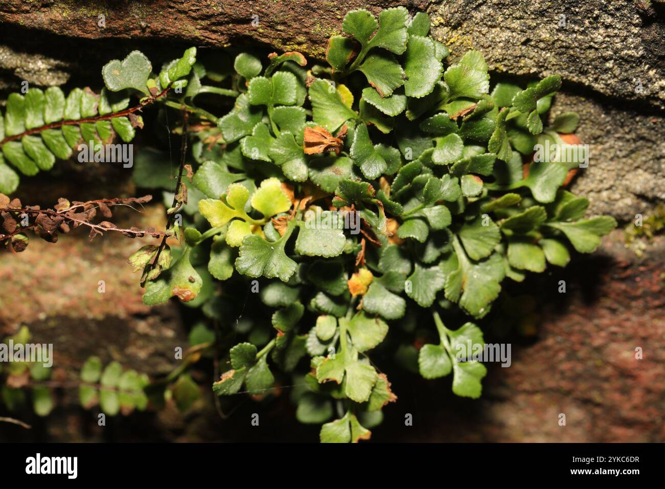 wall-rue (Asplenium ruta-muraria Stock Photo - Alamy