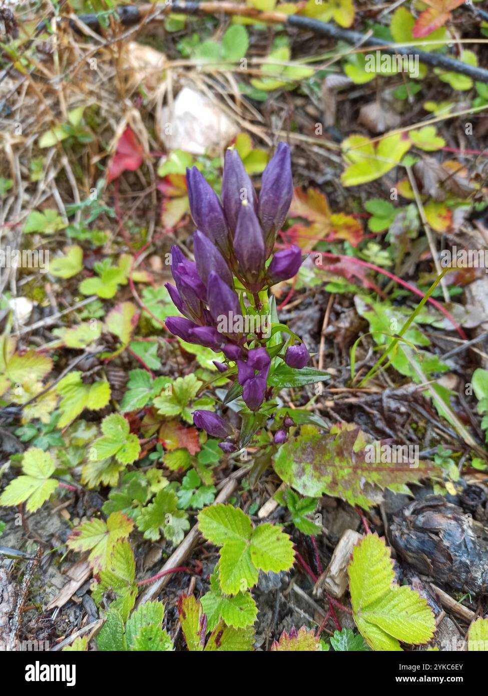 dwarf gentians (Gentianella Stock Photo - Alamy