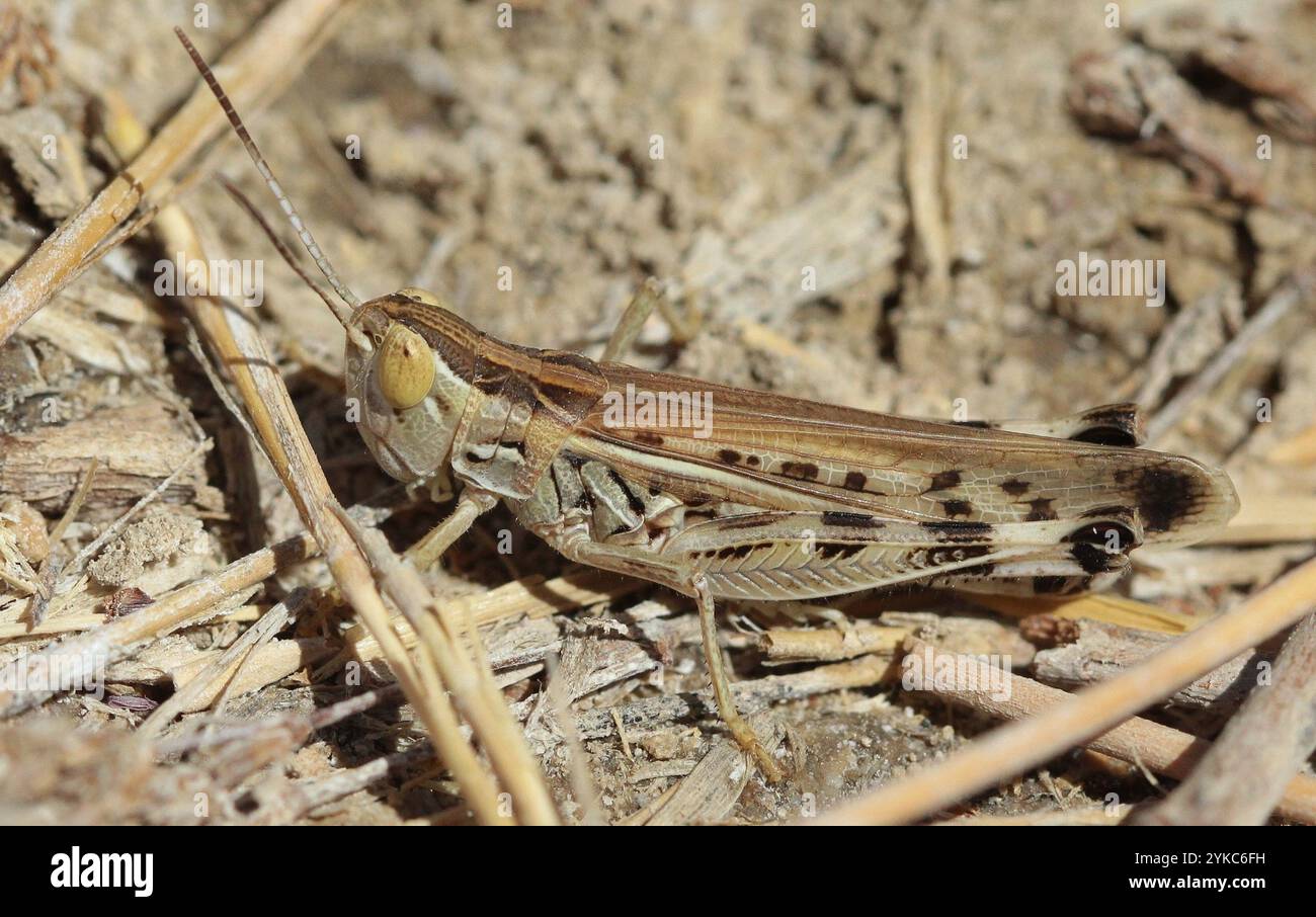 Turkish Black-spotted Grasshopper (Ramburiella turcomana Stock Photo ...