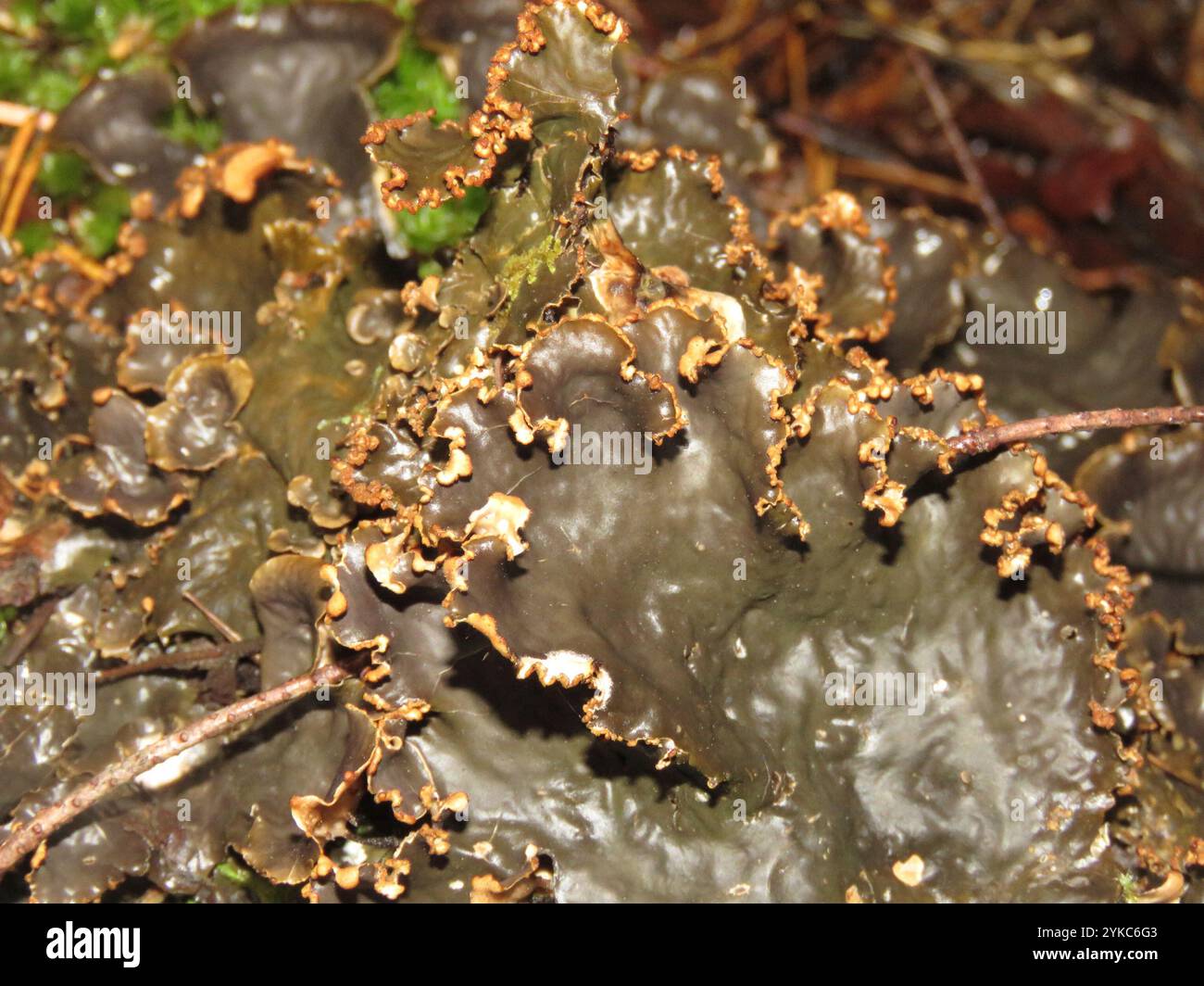 tree pelt lichen (Peltigera collina Stock Photo - Alamy