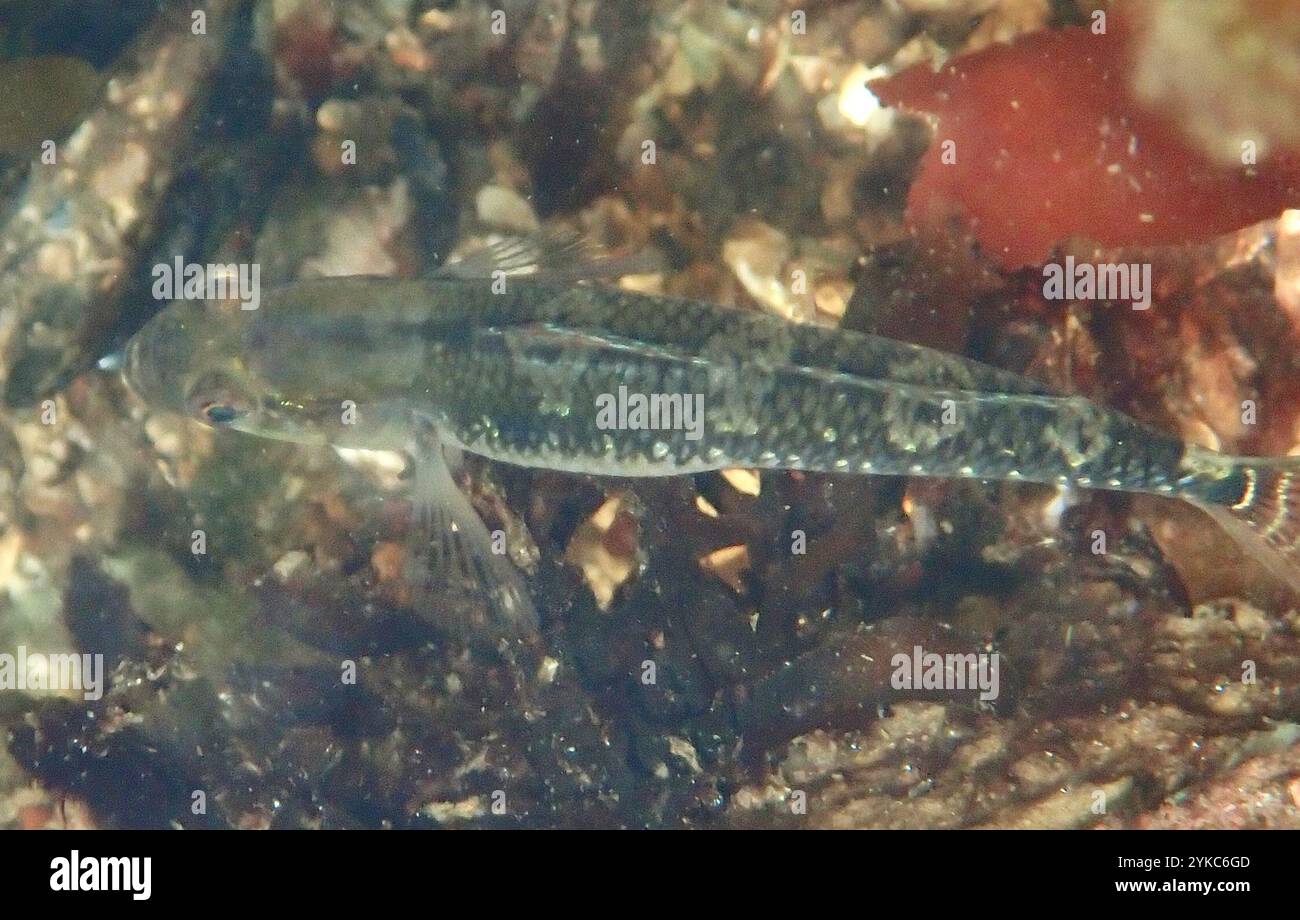Two spotted goby hi-res stock photography and images - Alamy