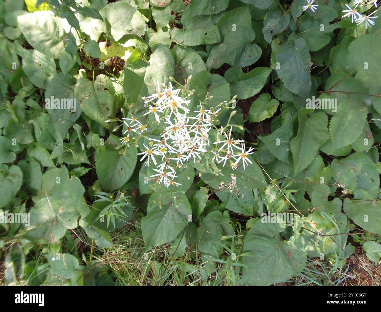 large-leaved aster (Eurybia macrophylla Stock Photo - Alamy