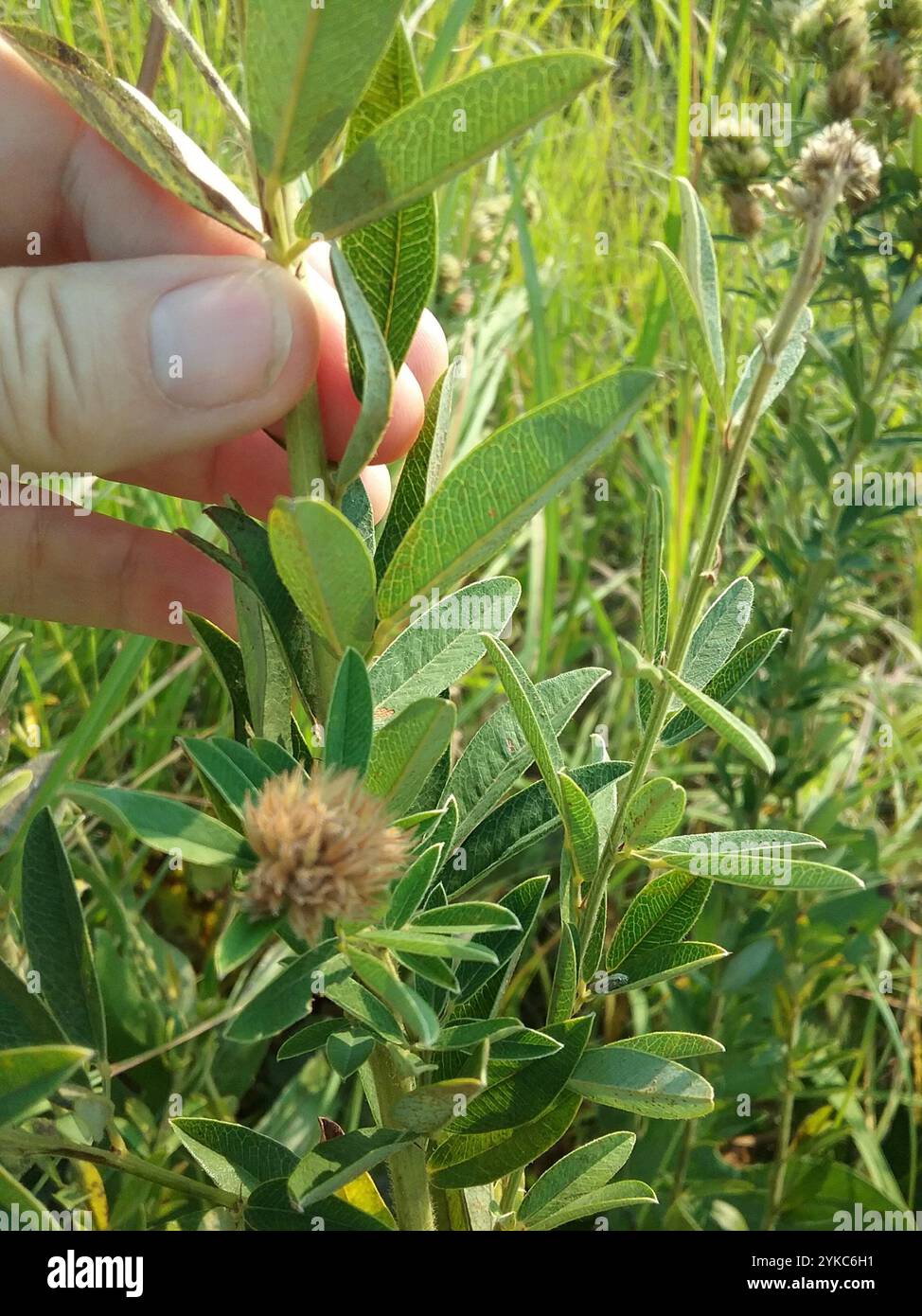 round-headed bush clover (Lespedeza capitata Stock Photo - Alamy