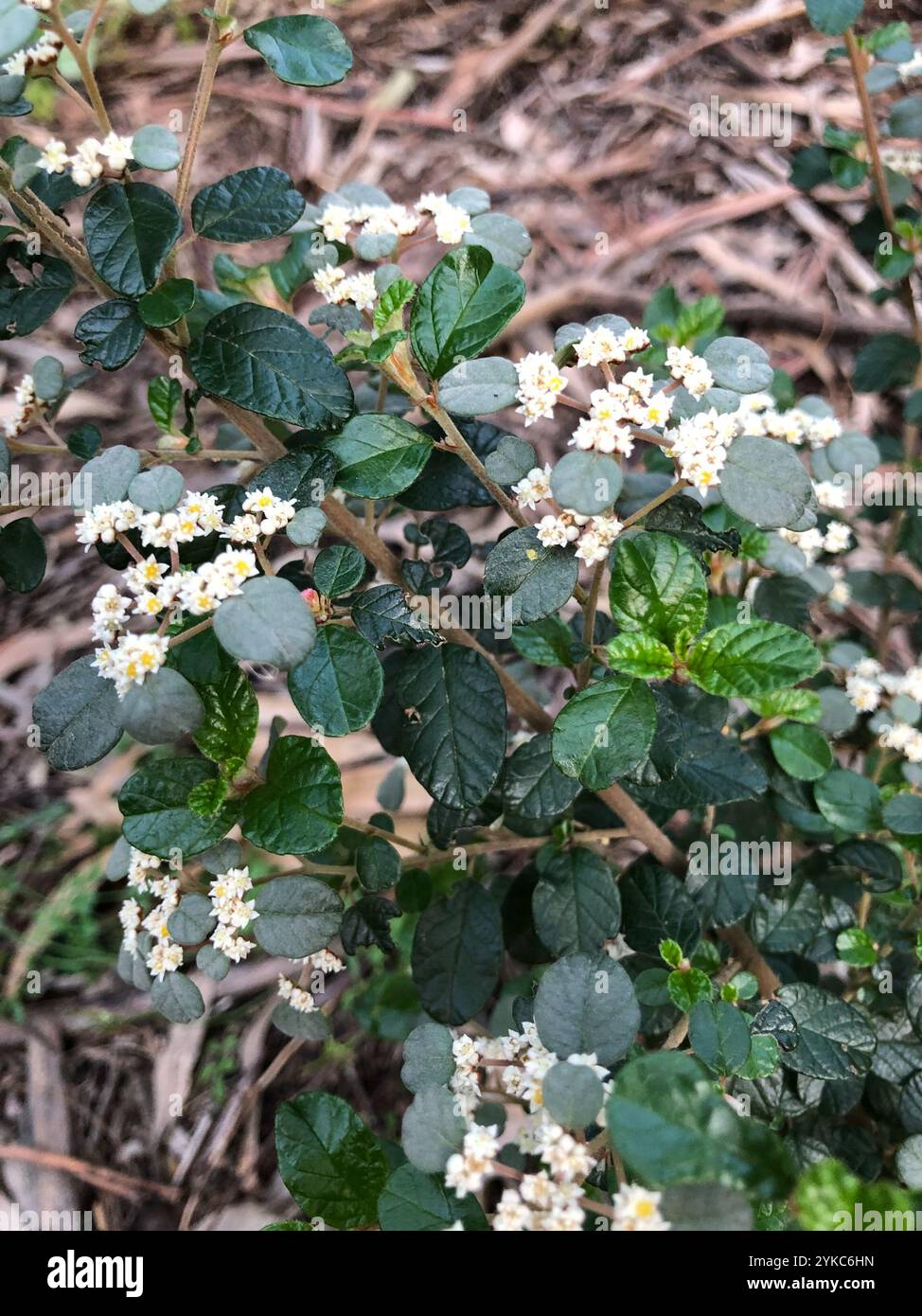 Australian dusty miller (Spyridium parvifolium Stock Photo - Alamy