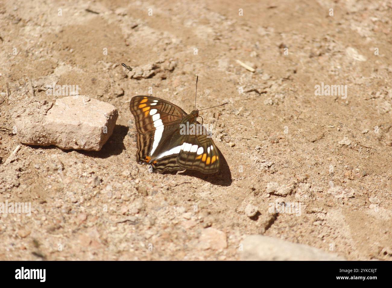 Alala hi-res stock photography and images - Alamy