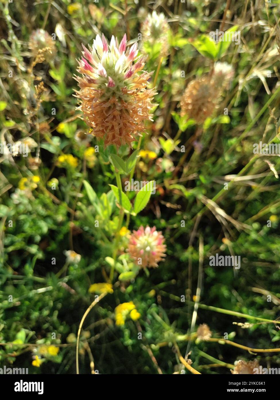 arrowleaf clover (Trifolium vesiculosum Stock Photo - Alamy