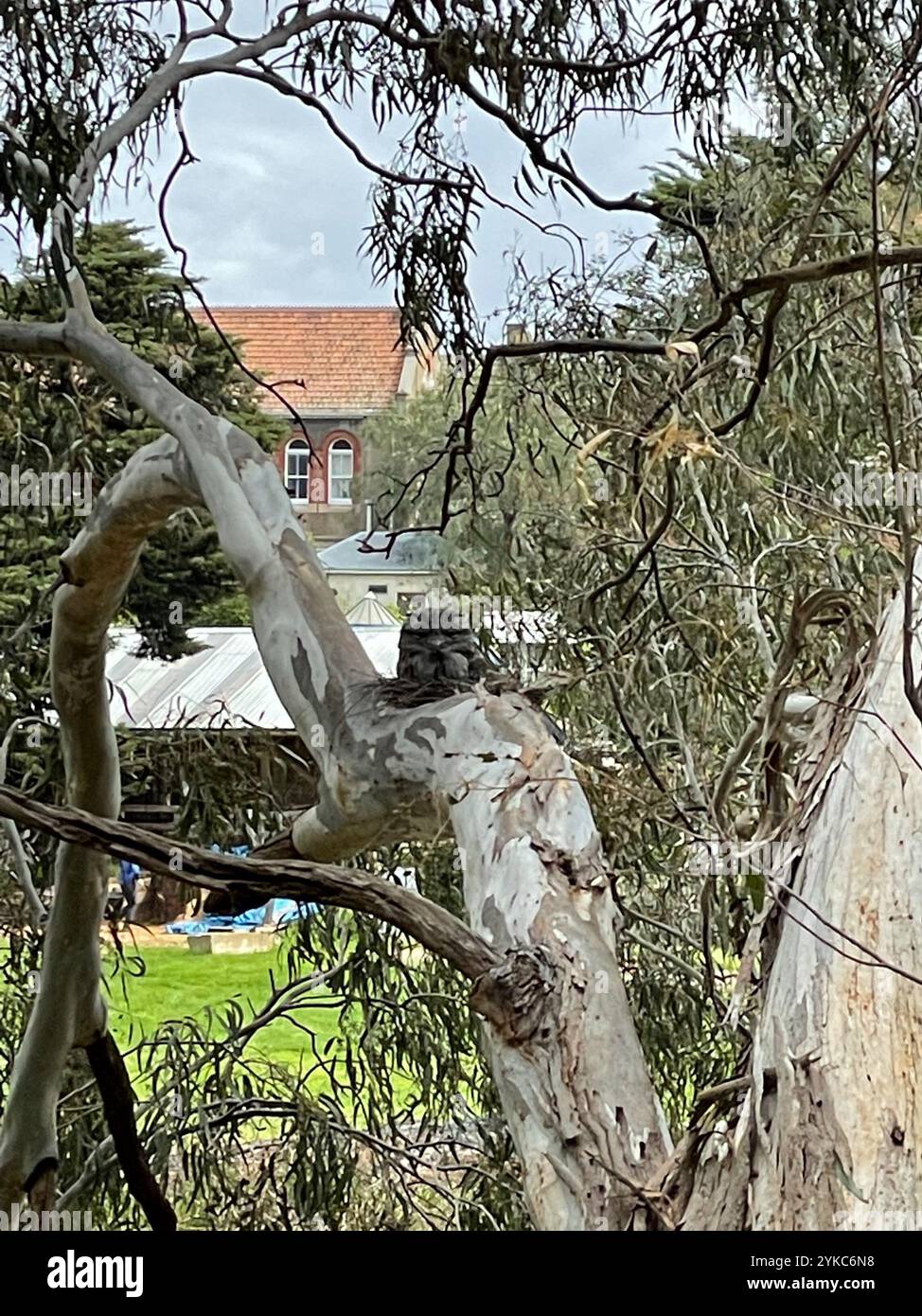 Tawny Frogmouth (Podargus strigoides Stock Photo - Alamy