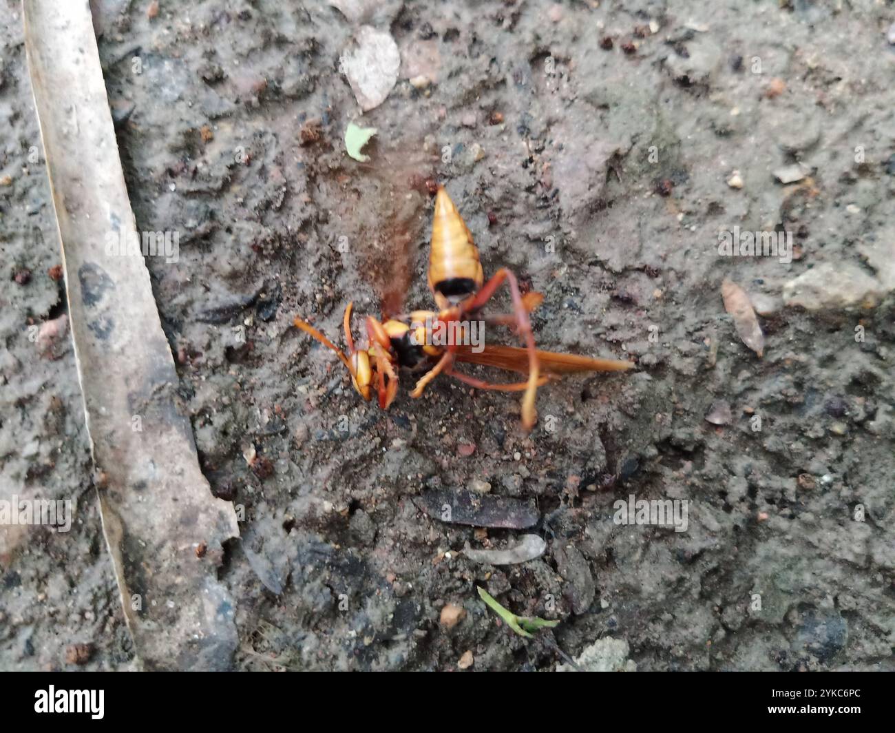 Executioner Wasp (Polistes carnifex Stock Photo - Alamy
