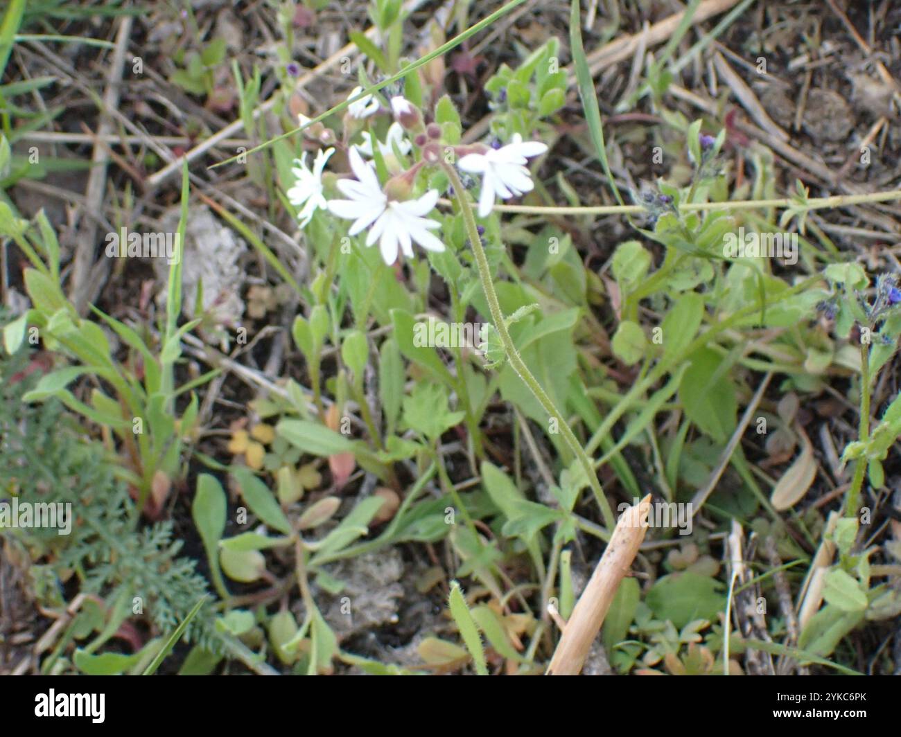 smallflower woodland star (Lithophragma parviflorum Stock Photo - Alamy
