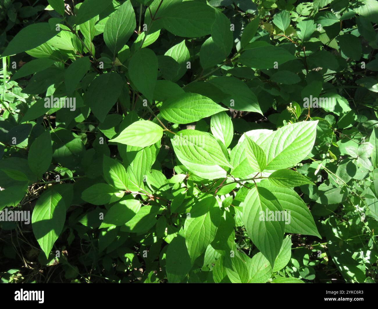 red osier dogwood (Cornus sericea Stock Photo - Alamy