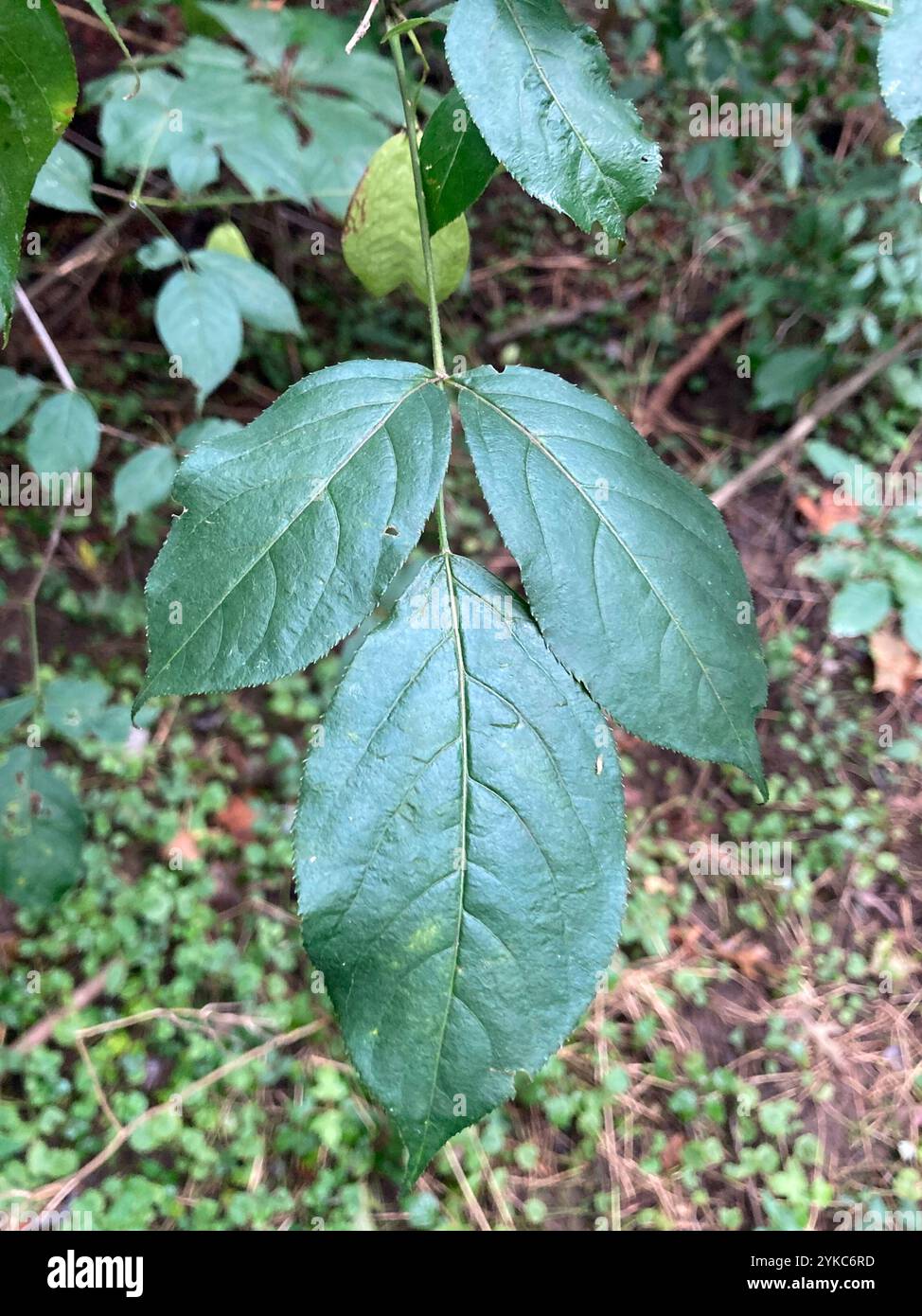 American bladdernut hi-res stock photography and images - Alamy
