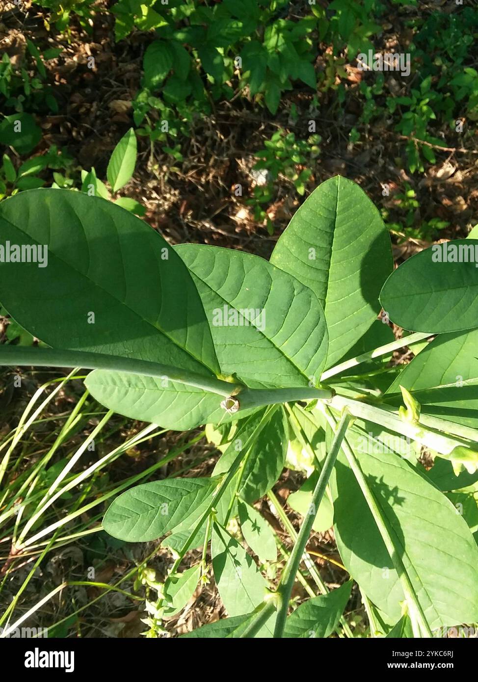 Showy Rattlebox (Crotalaria spectabilis Stock Photo - Alamy