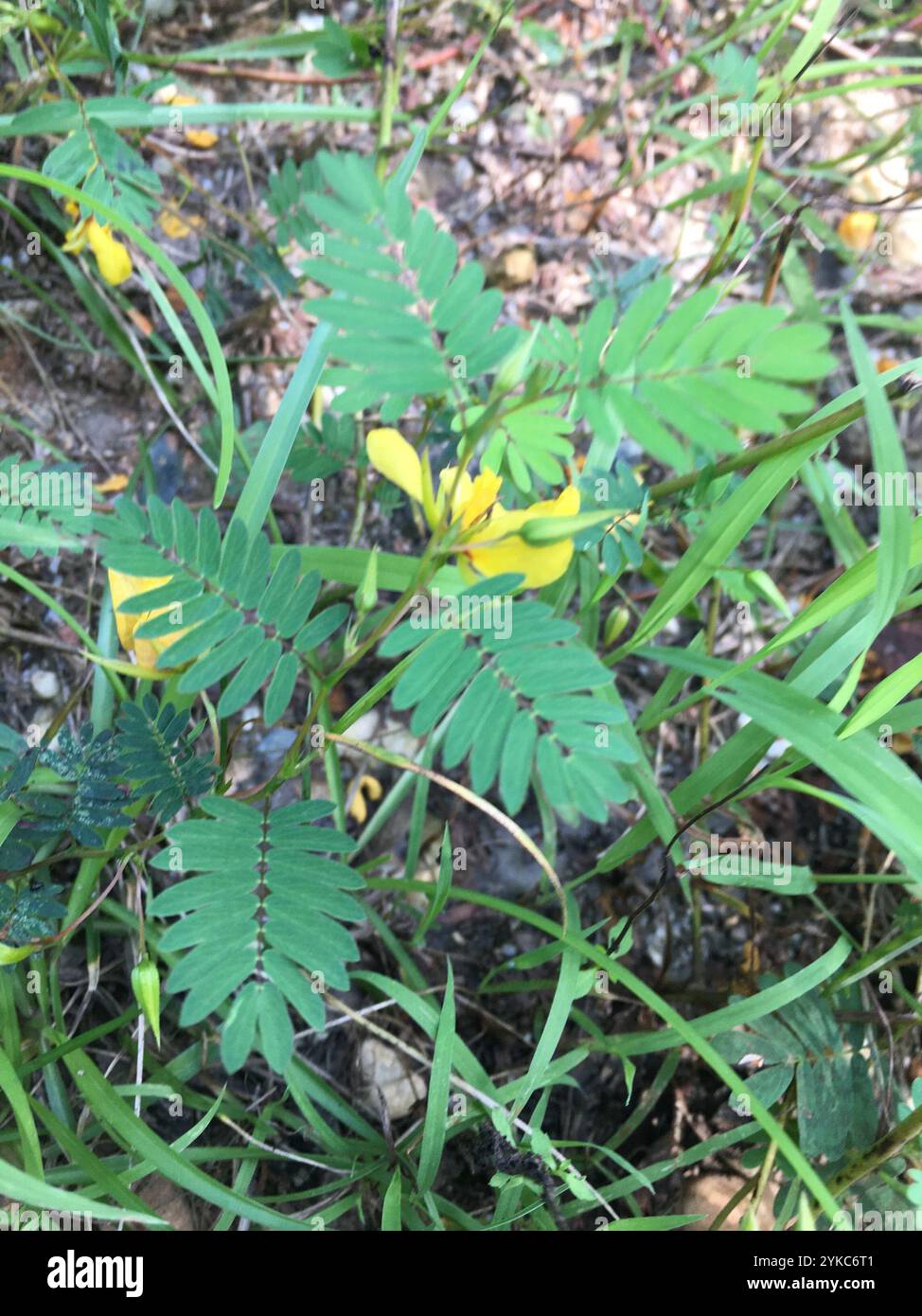 partridge pea (Chamaecrista fasciculata Stock Photo - Alamy